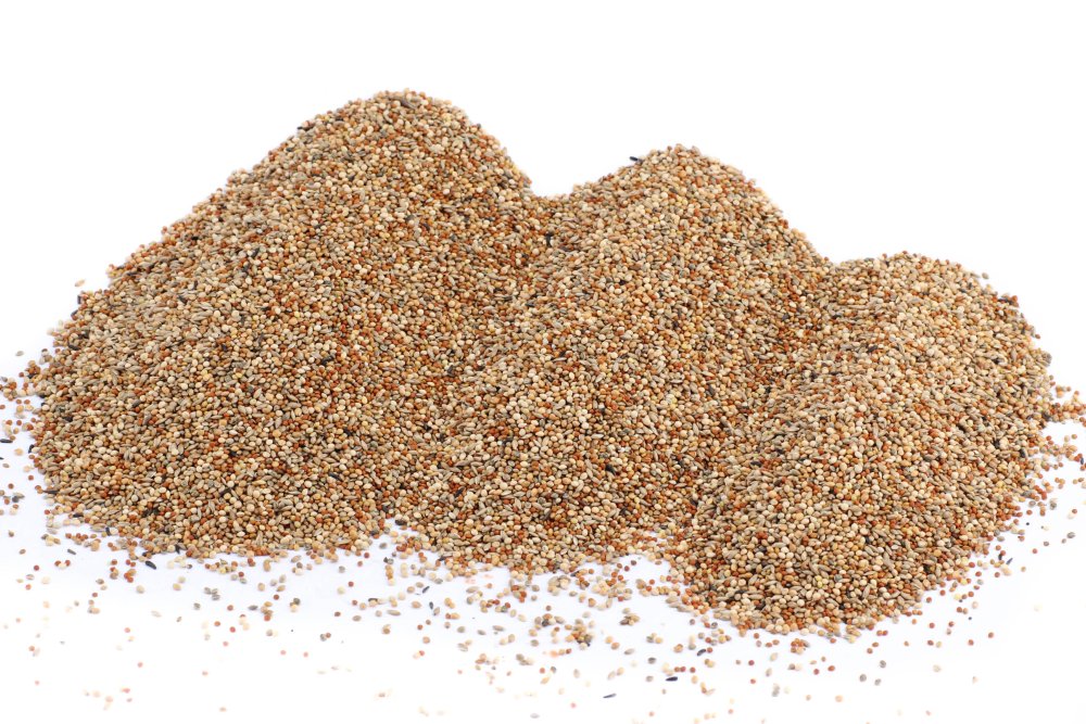 Proso seté - směs 4 barev - Vyberte balení: 10 kg :: KrmivaHulín