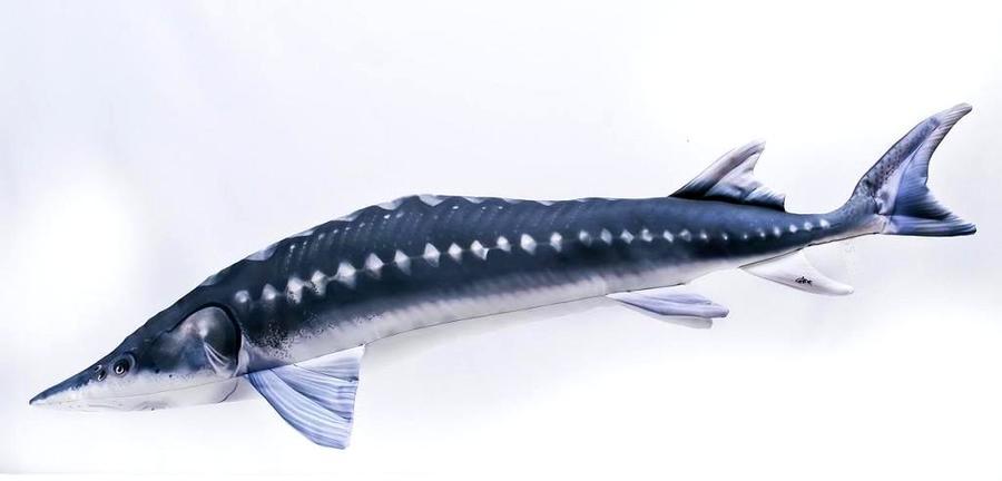 Plyšová ryba Gaby - JESETER VELKÝ - 120 cm :: KrmivaHulín